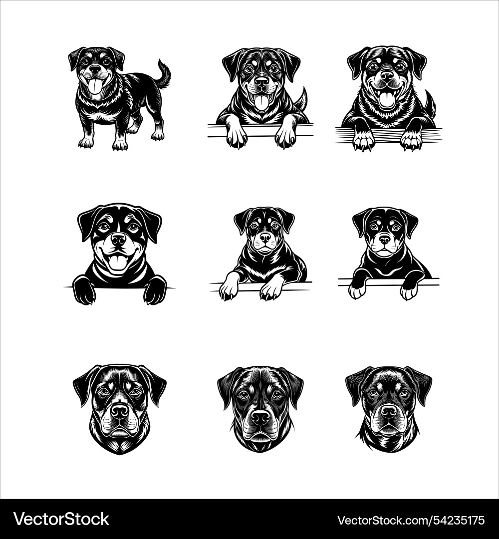 Rottweiler dog svg image Royalty Free Vector Image