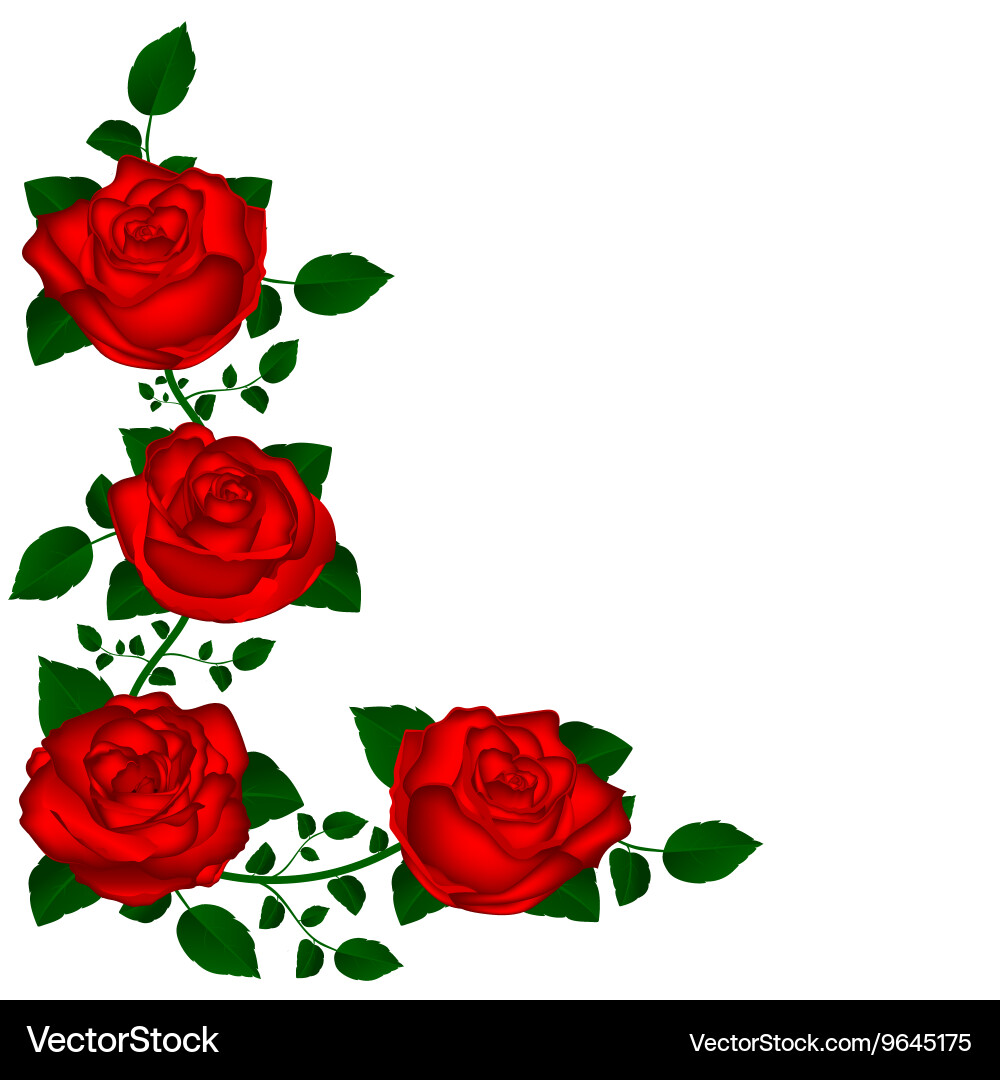 Vine of red roses Royalty Free Vector Image - VectorStock