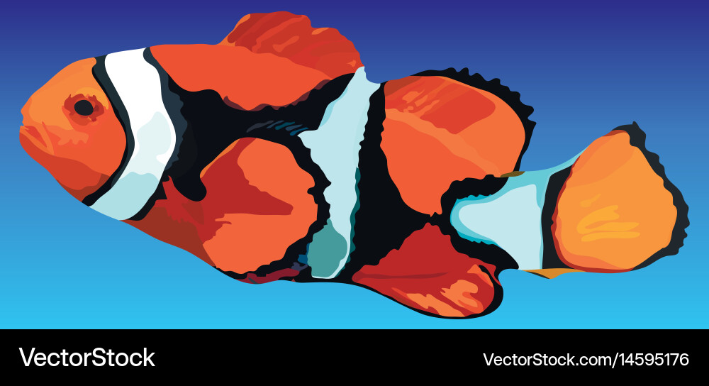 Clown fish Royalty Free Vector Image - VectorStock