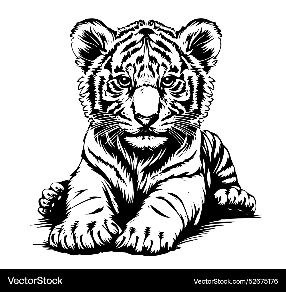 Tiger cub sketch Royalty Free Vector Image - VectorStock
