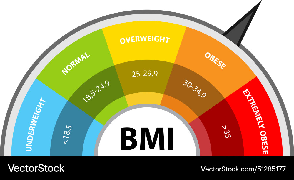 Colorful bmi gauge showing weight categories Vector Image