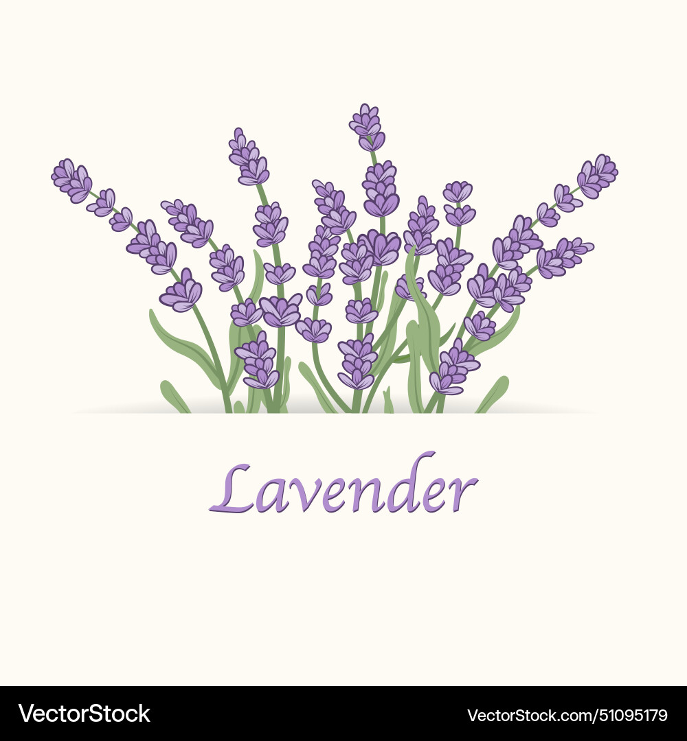 Hand drawn blooming lavender Royalty Free Vector Image