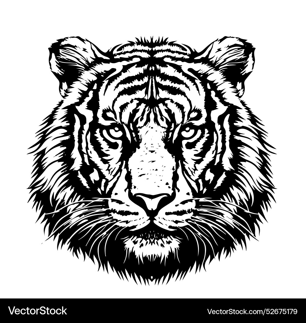 Tiger Hand Drawn Engraving Style Sketch Royalty Free Vector