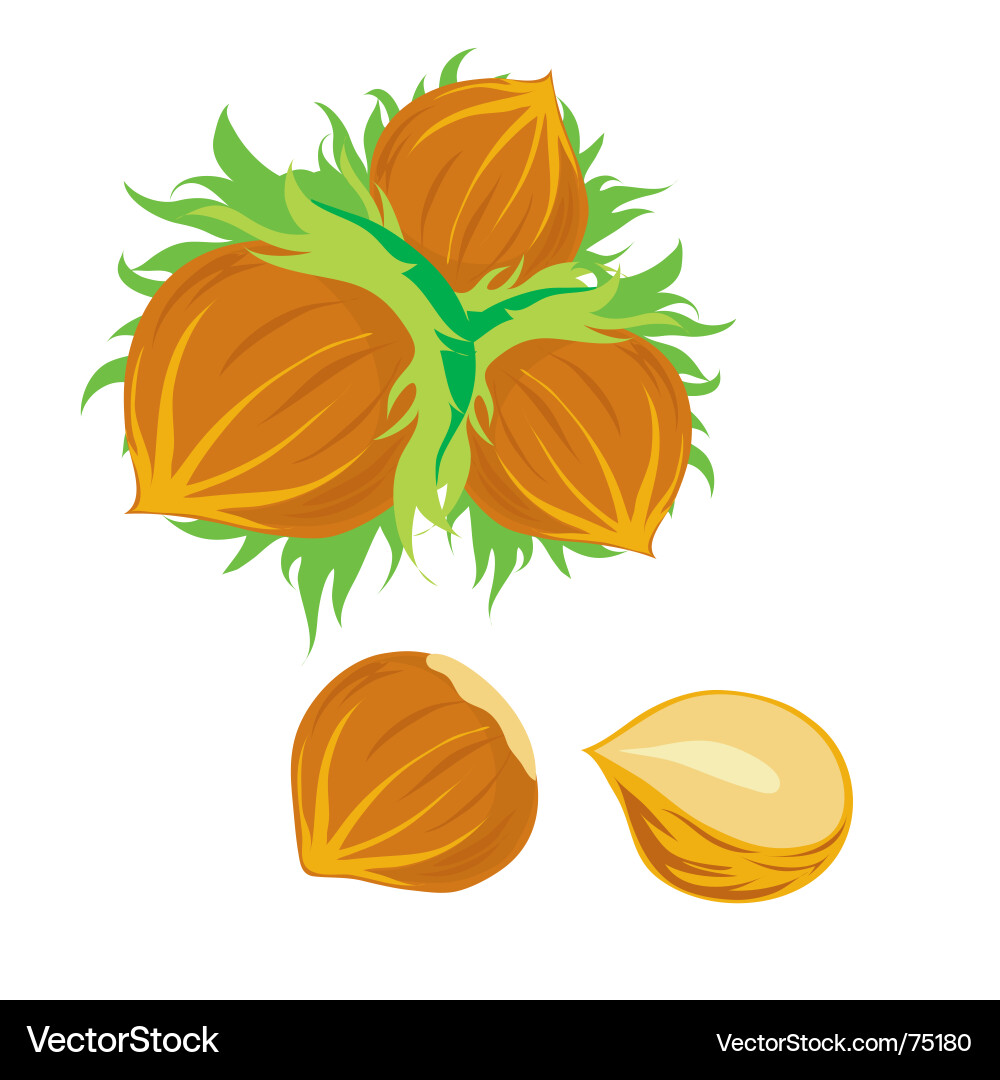 Hazelnut Collection Royalty Free Vector Image - VectorStock