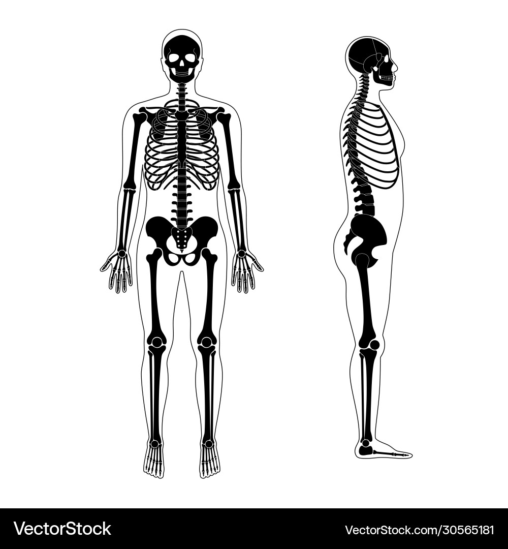 Human man skeleton anatomy Royalty Free Vector Image