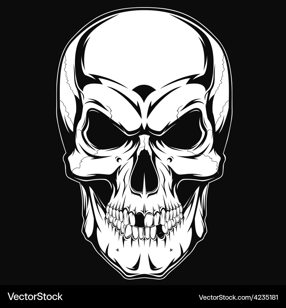 Human skull Royalty Free Vector Image - VectorStock