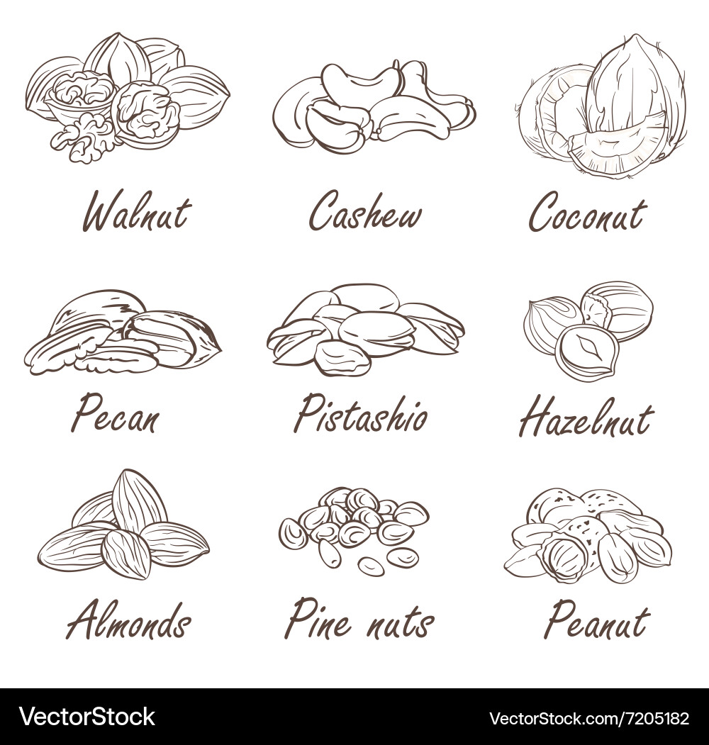 Set of hand sketched nuts on white background Vector Image