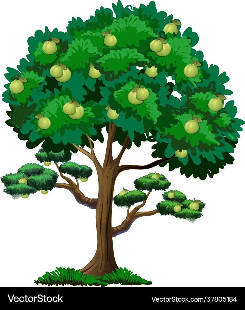 Guava fruit tree isolated on white background Vector Image