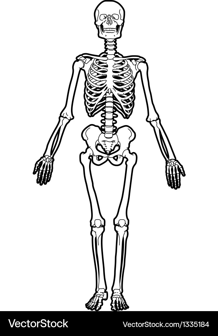 Human skeleton Royalty Free Vector Image - VectorStock