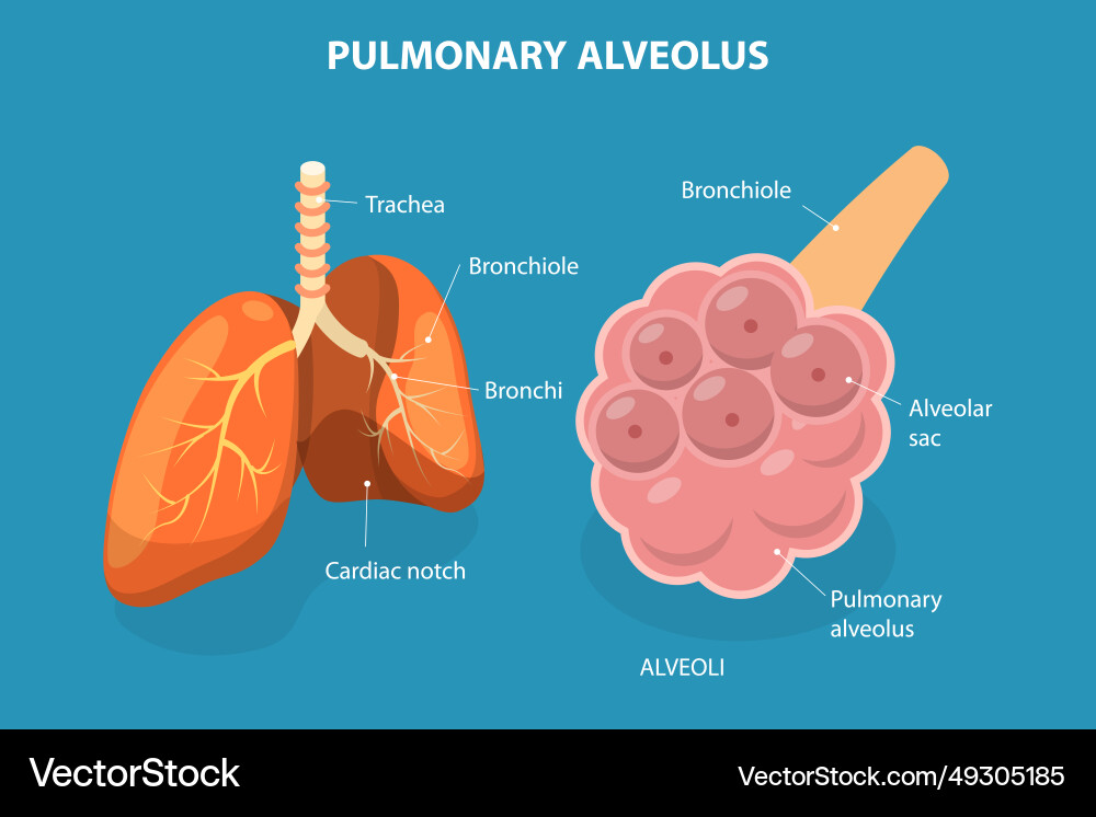 3d isometric flat of pulmonary Royalty Free Vector Image