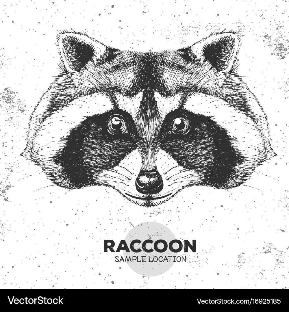Hipster animal raccoon hand drawing muzzle Vector Image