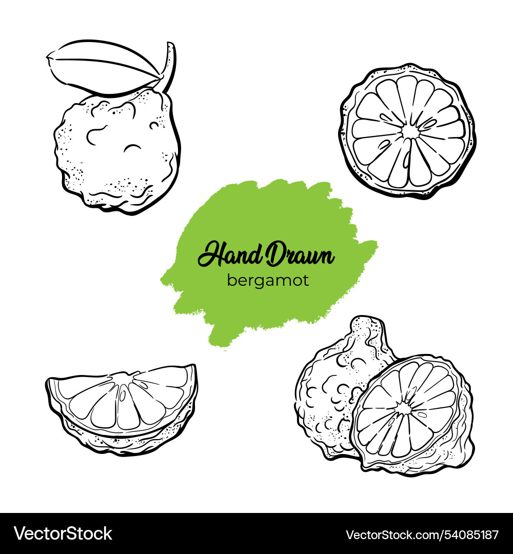 Bergamot Fruit Line Sketch Royalty Free Vector Image