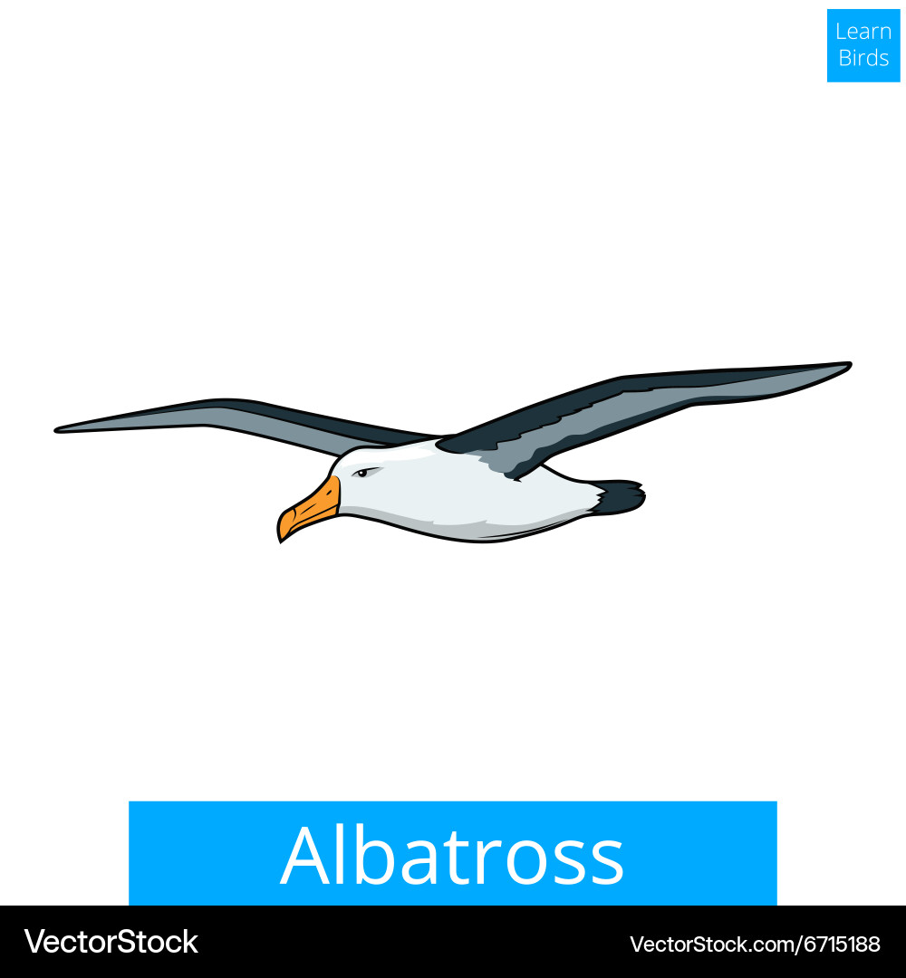 Albatross learn birds educational game Royalty Free Vector