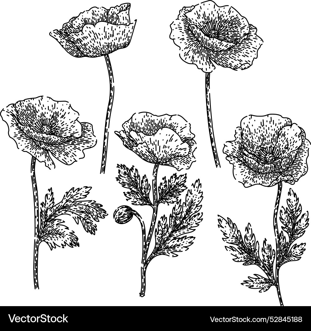Poppy set sketch hand drawn Royalty Free Vector Image
