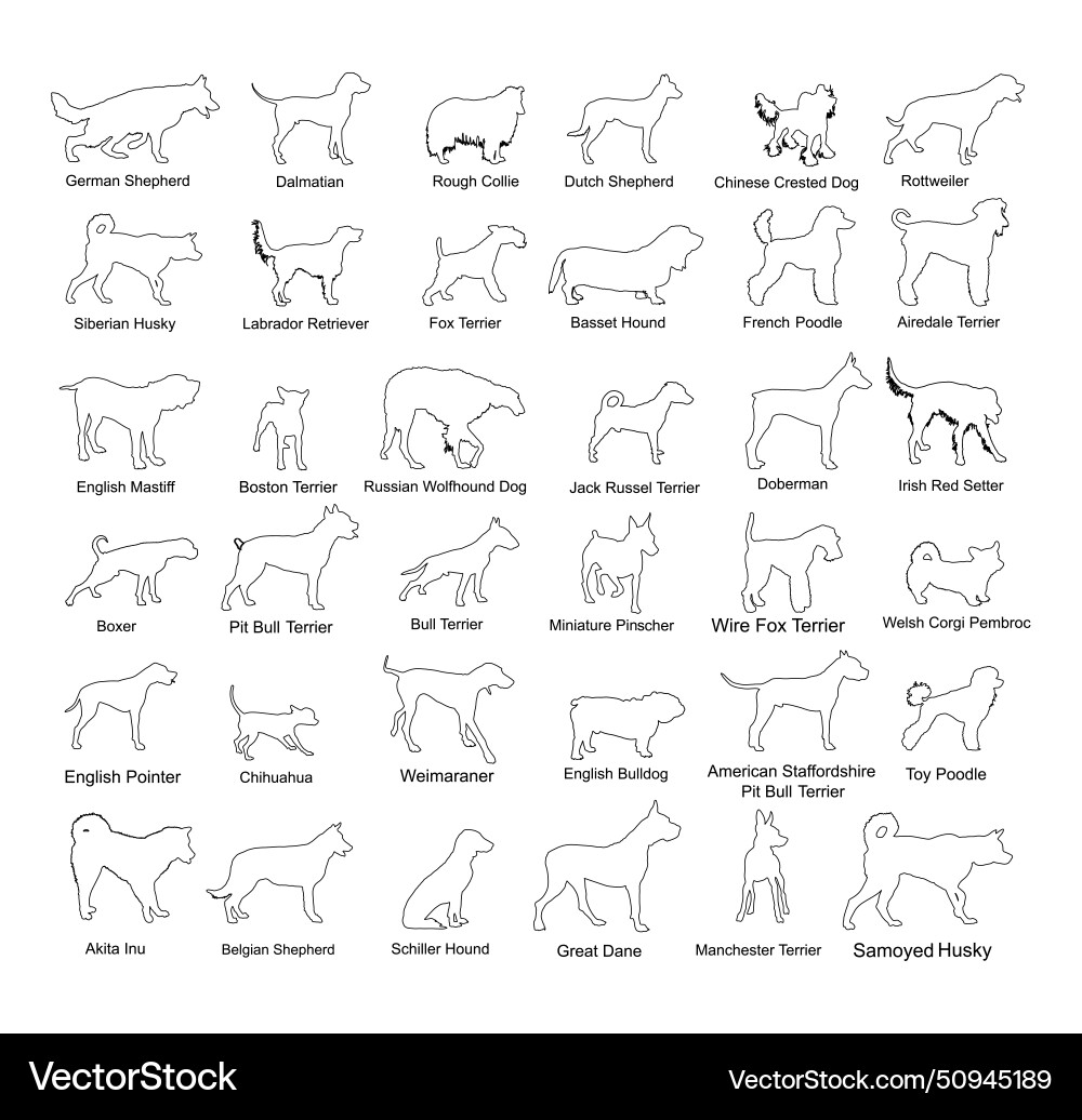 Dog breed set collection line contour silhouette Vector Image