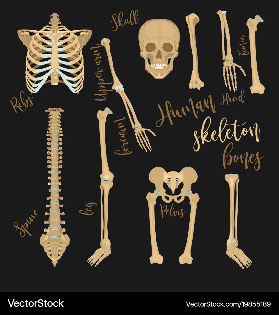 Human bones image Royalty Free Vector Image - VectorStock