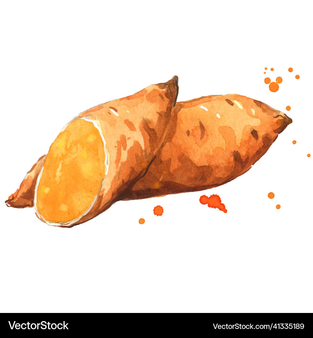 Sweet potato vegetable watercolor Royalty Free Vector Image