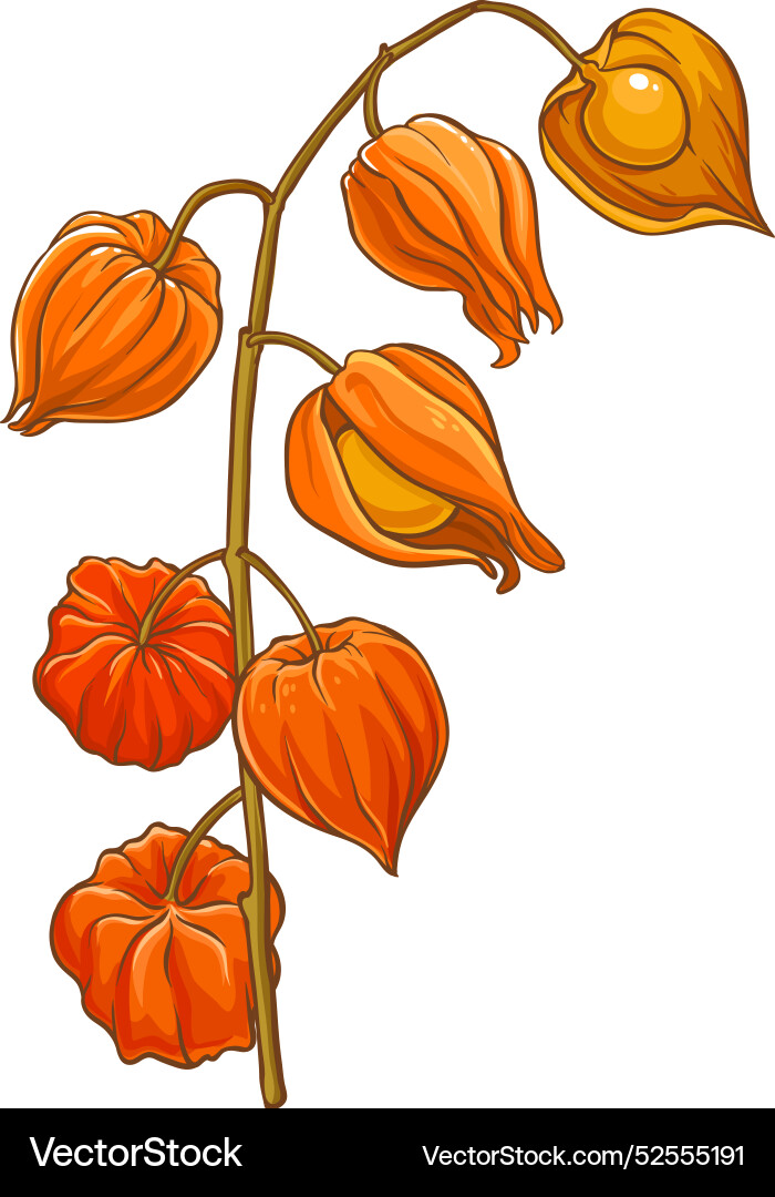 Phisalis branch colored detailed Royalty Free Vector Image