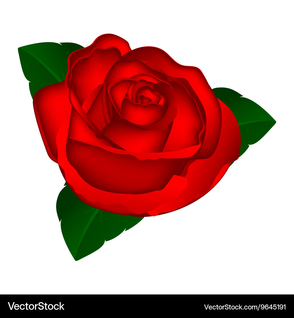 Red rose on a white background Royalty Free Vector Image