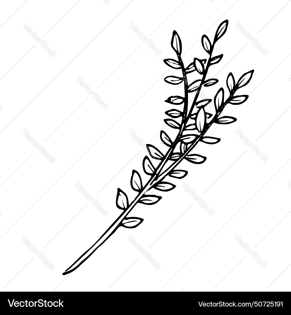 Simple branch plant in doodle style Royalty Free Vector