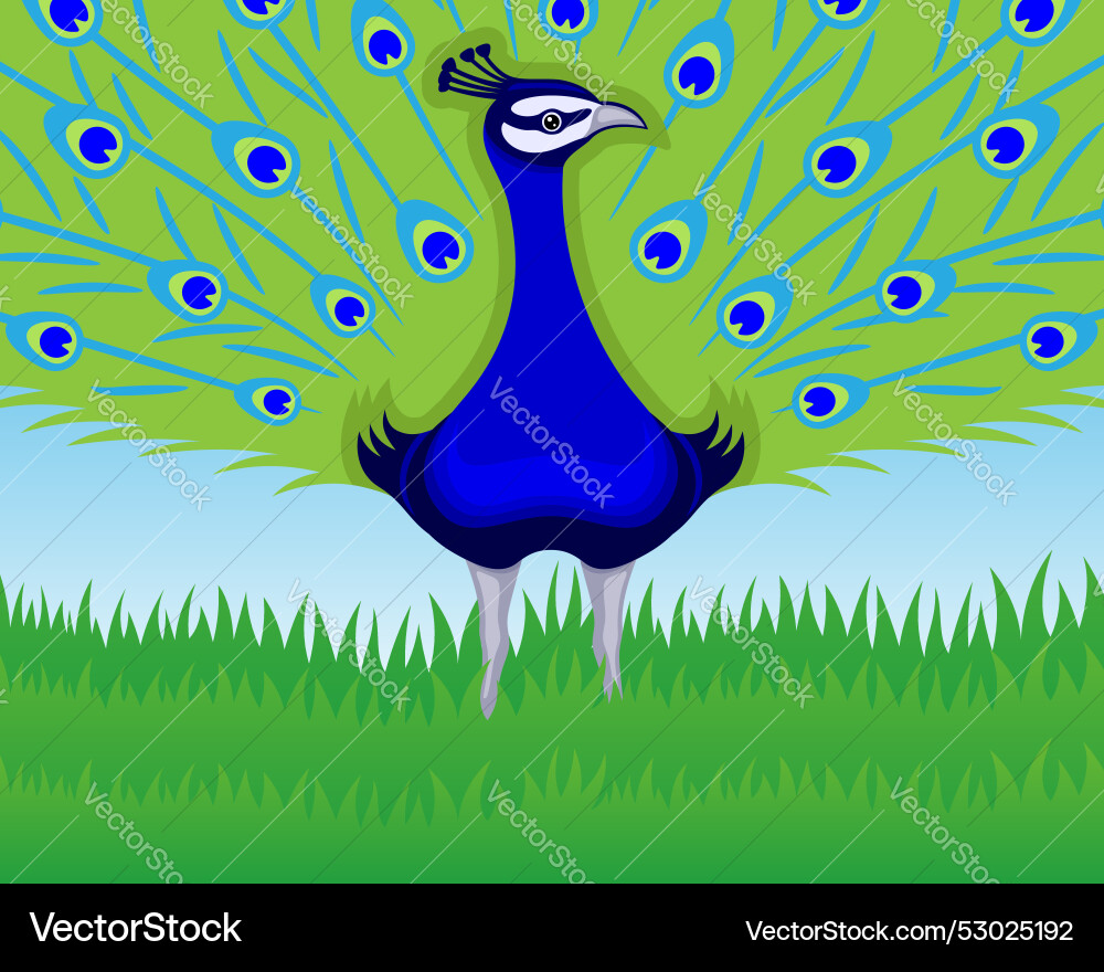 A peacock bird with beautiful tail Royalty Free Vector Image