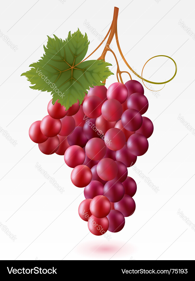 Grapes Royalty Free Vector Image - VectorStock
