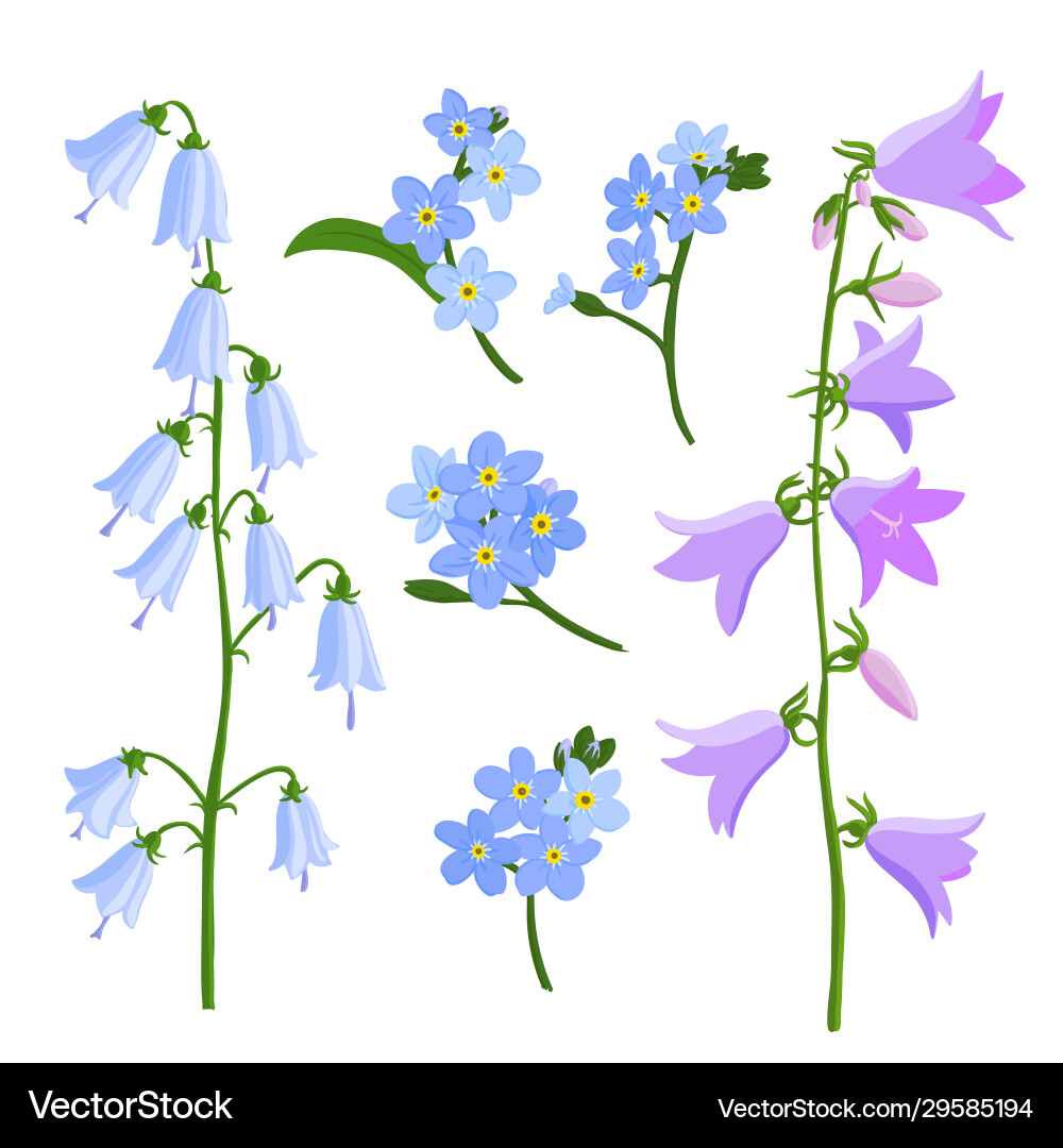 Drawing bell flowers Royalty Free Vector Image