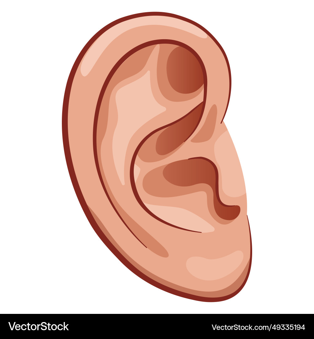 Ear drawing on white background Royalty Free Vector Image