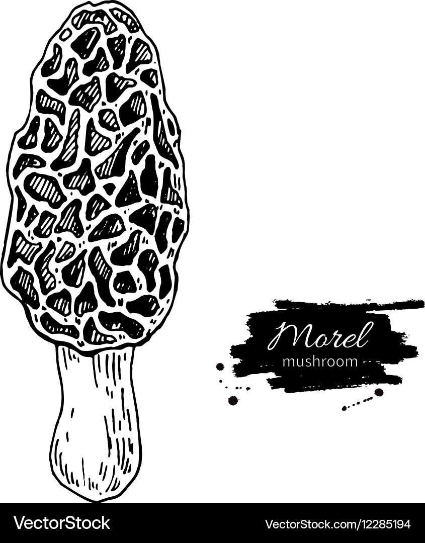 Morel mushroom hand drawn Royalty Free Vector Image
