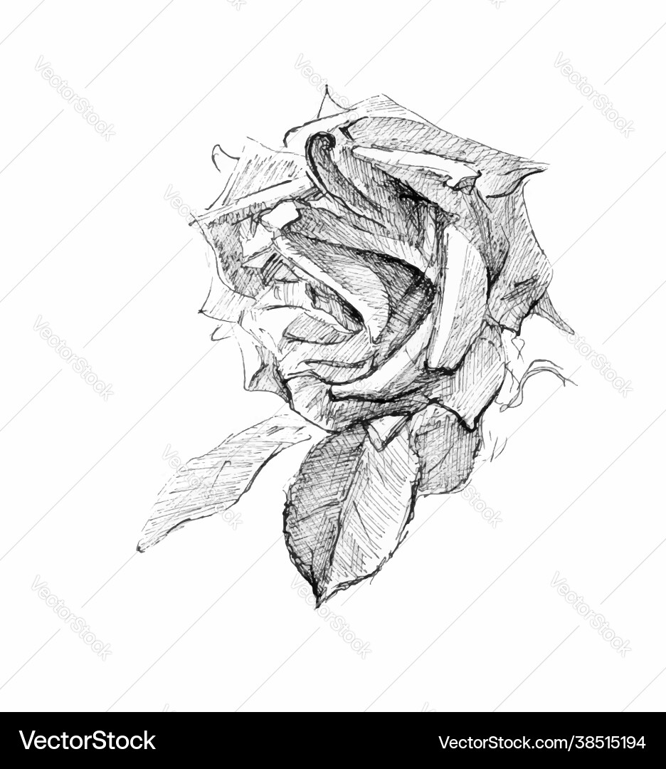Rose realistic line drawing Royalty Free Vector Image