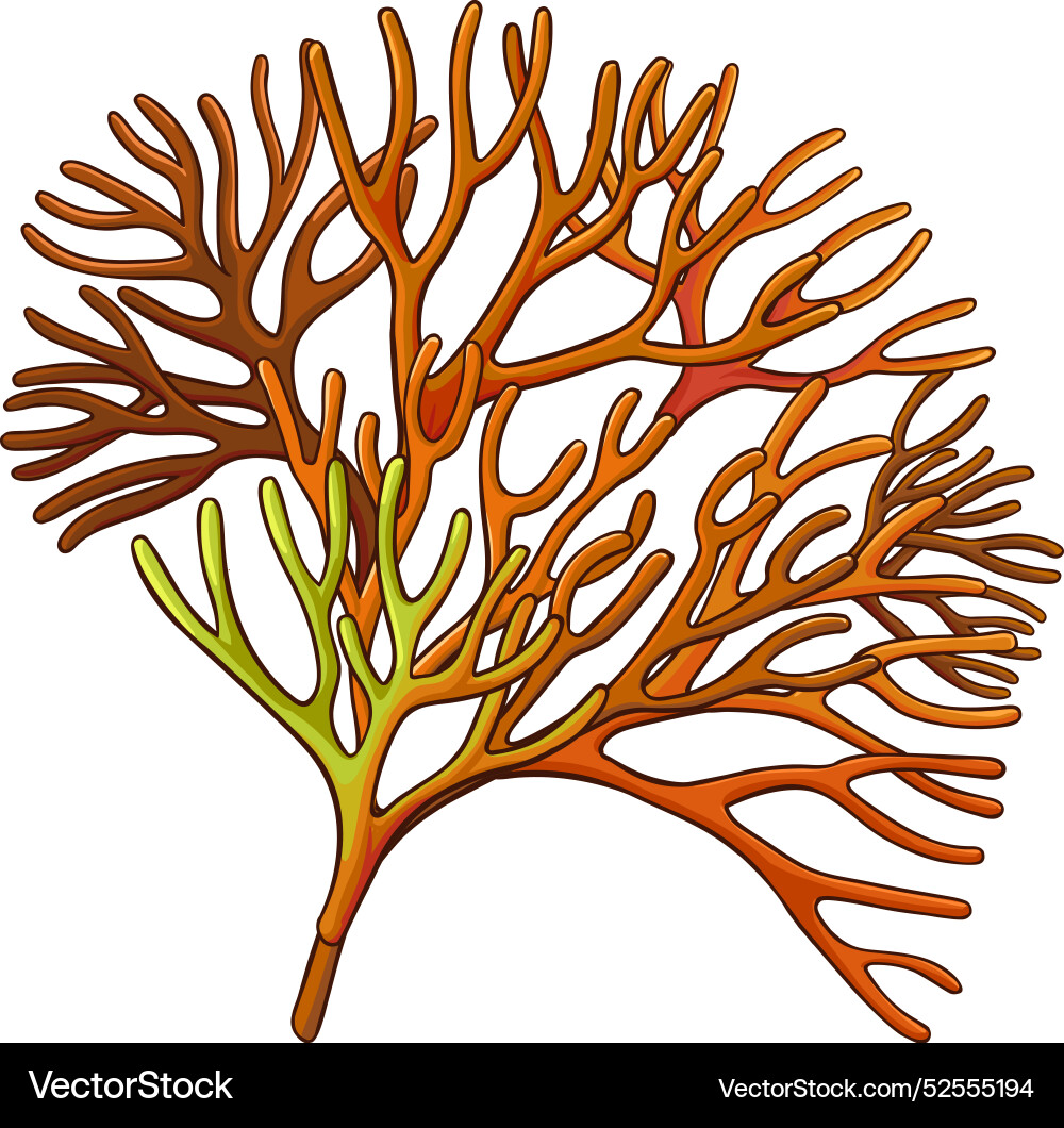 Sea moss plant colored detailed Royalty Free Vector Image
