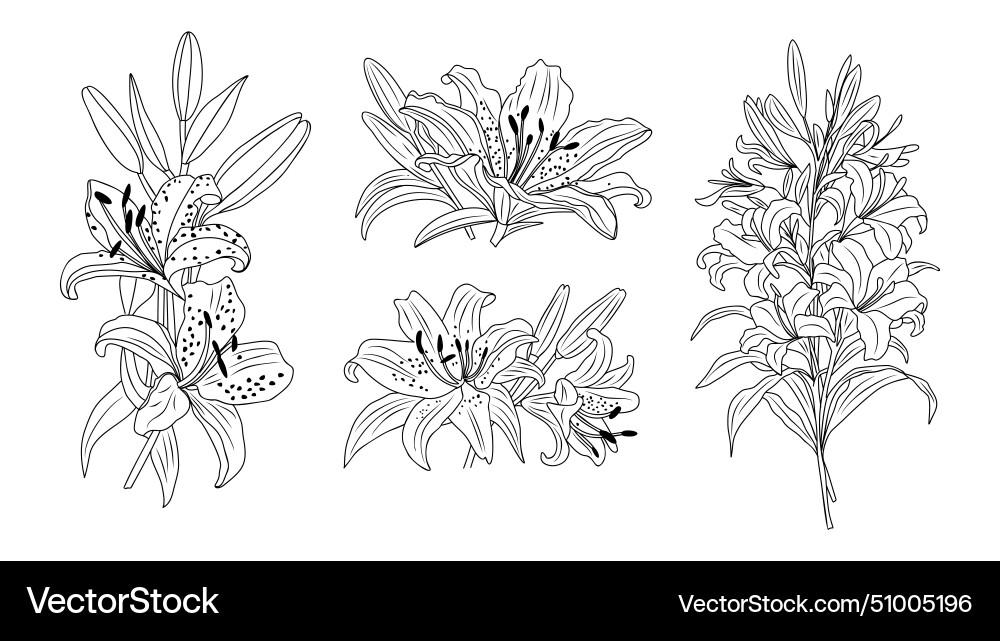 Lily flower line art botanical Royalty Free Vector Image