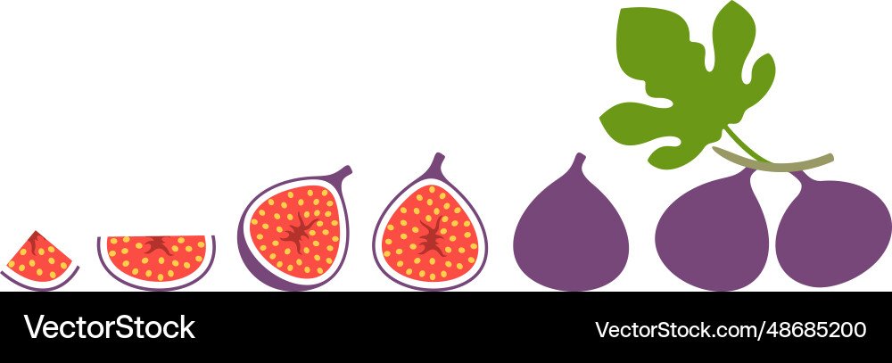 Fig Royalty Free Vector Image - VectorStock