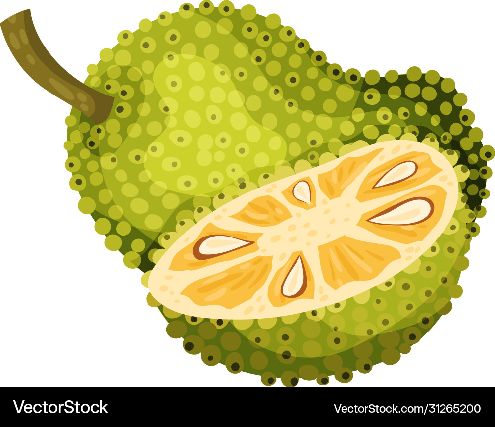 Jackfruit with green seed coat and cut piece Vector Image