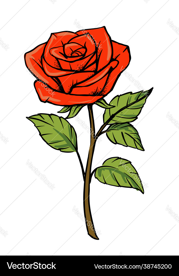 Single Red Rose on White Background Royalty Free Vector