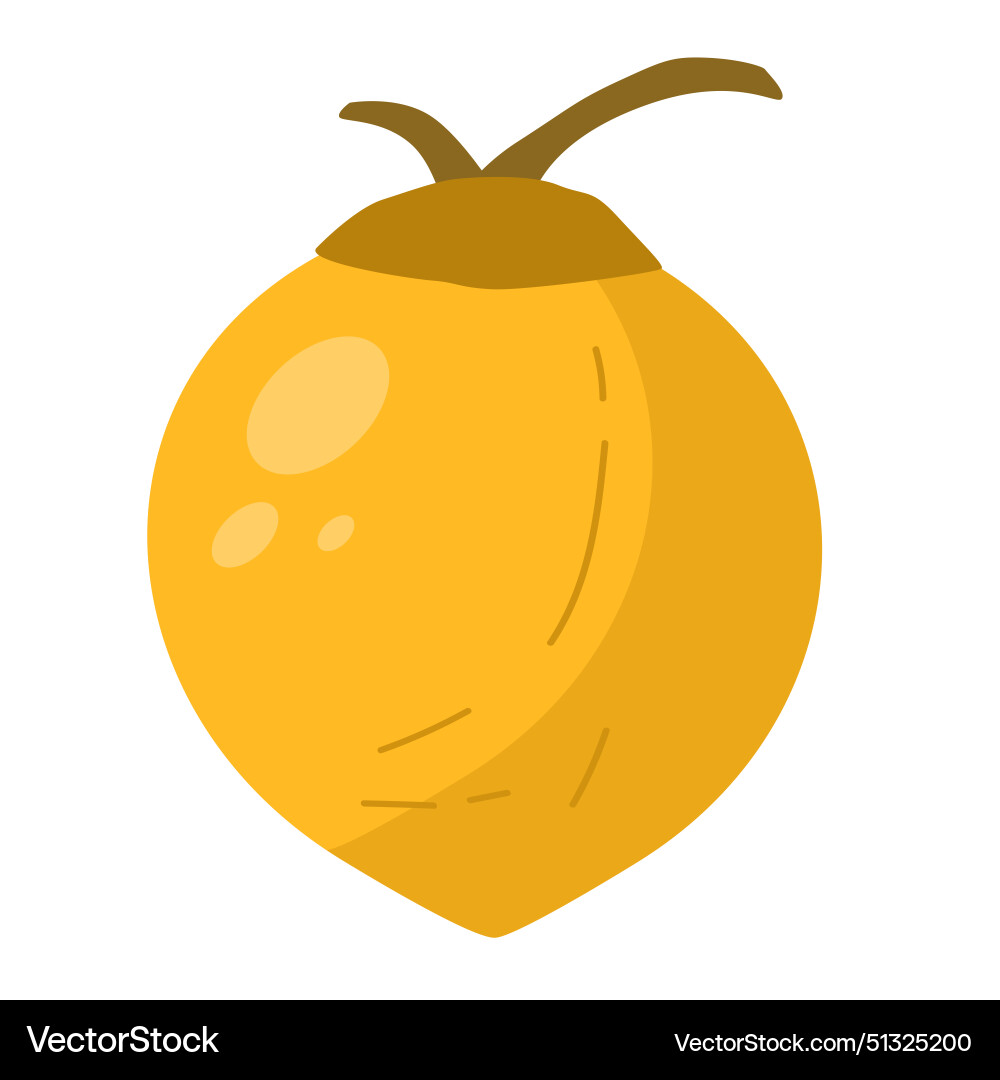 Whole yellow coconut fruit Royalty Free Vector Image