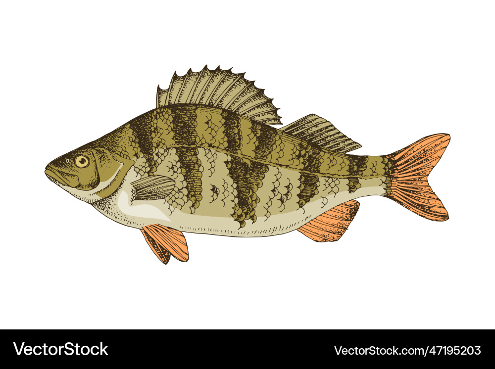 European common perch fresh water fish Royalty Free Vector