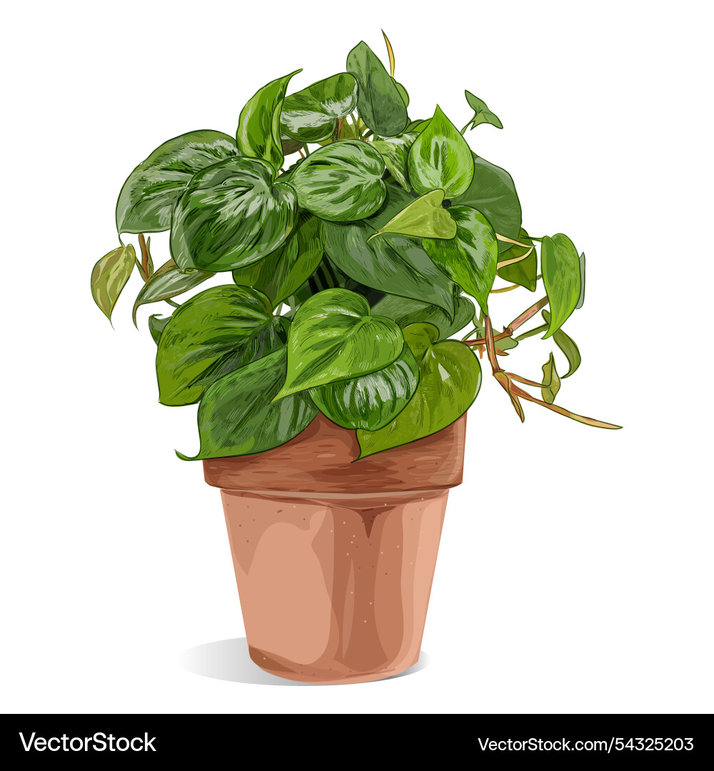 Pathos plant doodle hand drawing botanical Vector Image