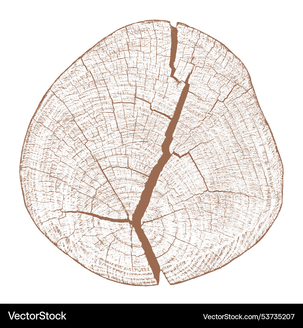 Tree wood texture Royalty Free Vector Image - VectorStock