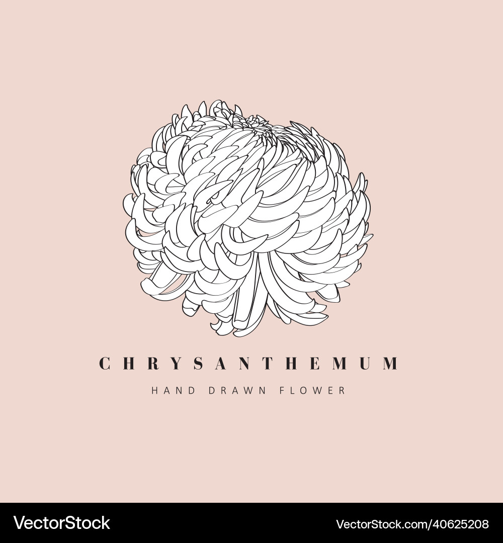 Chrysanthemum flower line logo Royalty Free Vector Image