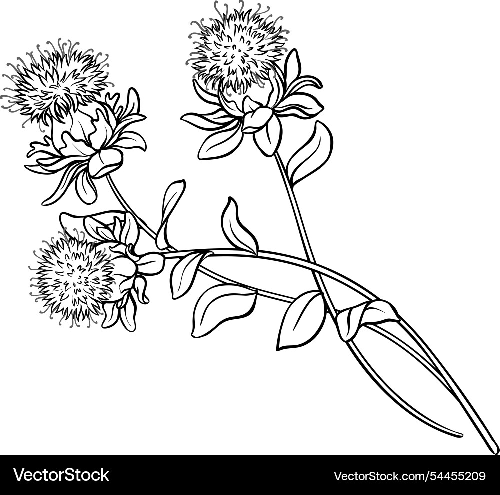Safflower plant with flower outline Royalty Free Vector