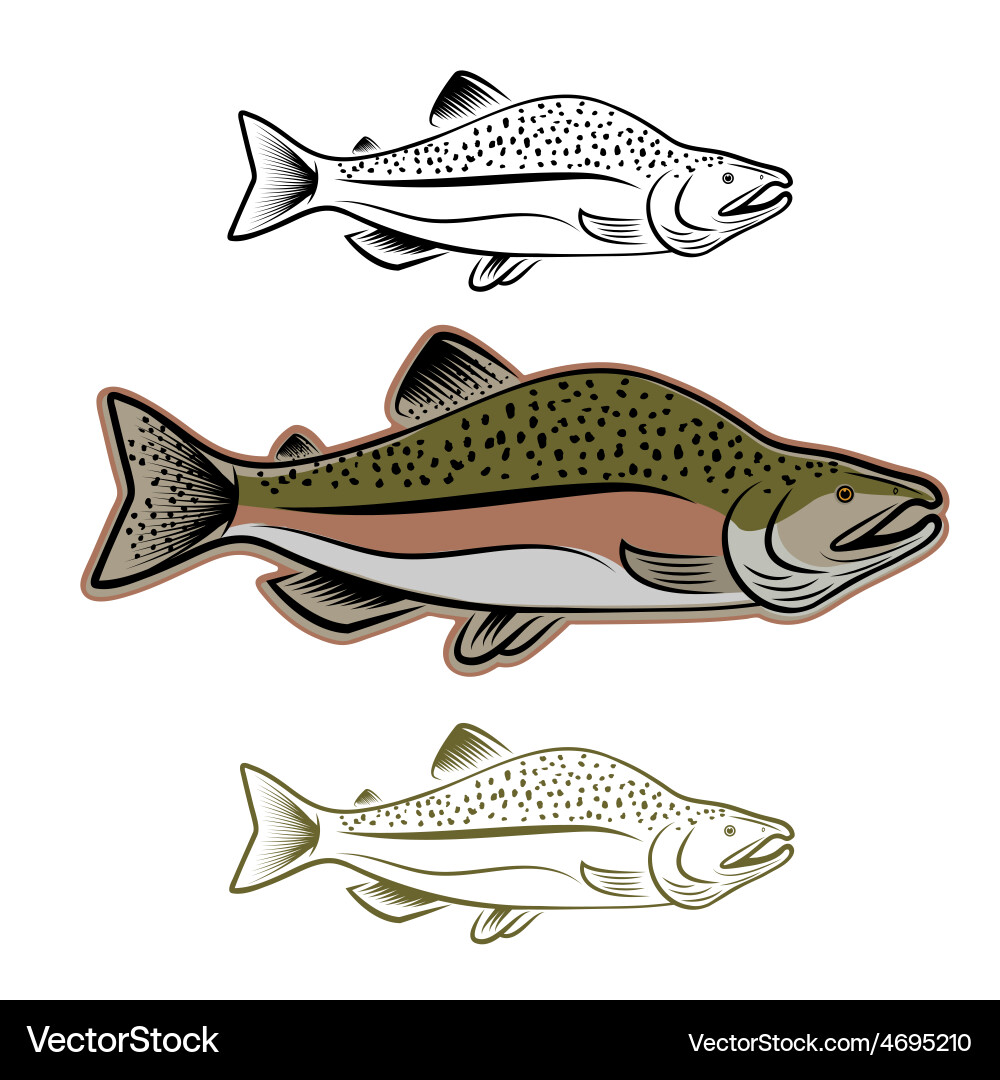 Salmon fish set Royalty Free Vector Image - VectorStock