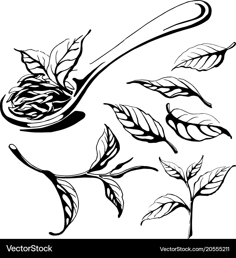 Collection of tea leaves Royalty Free Vector Image