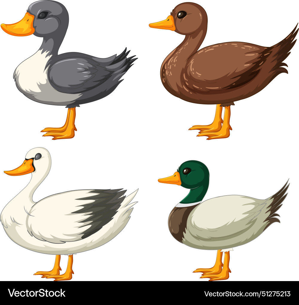 Four different styled cartoon ducks Royalty Free Vector