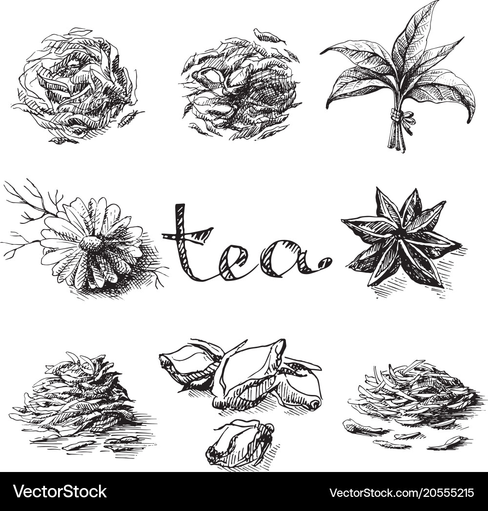 Collection of tea leaves Royalty Free Vector Image
