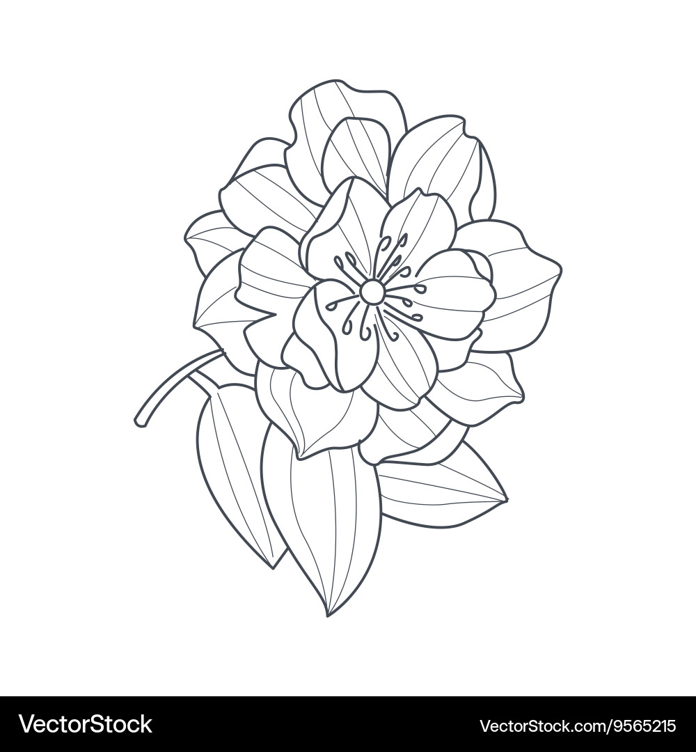 How To Draw An Open Flower - Infoupdate.org