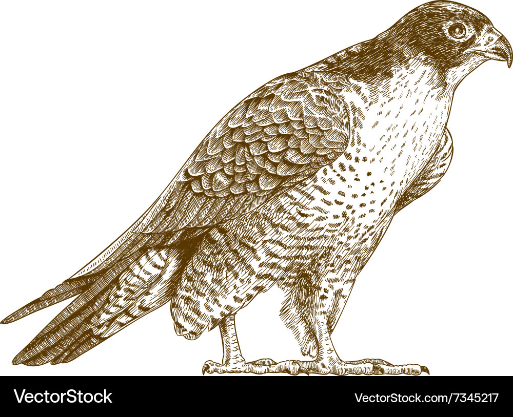 Engraving falcon Royalty Free Vector Image - VectorStock