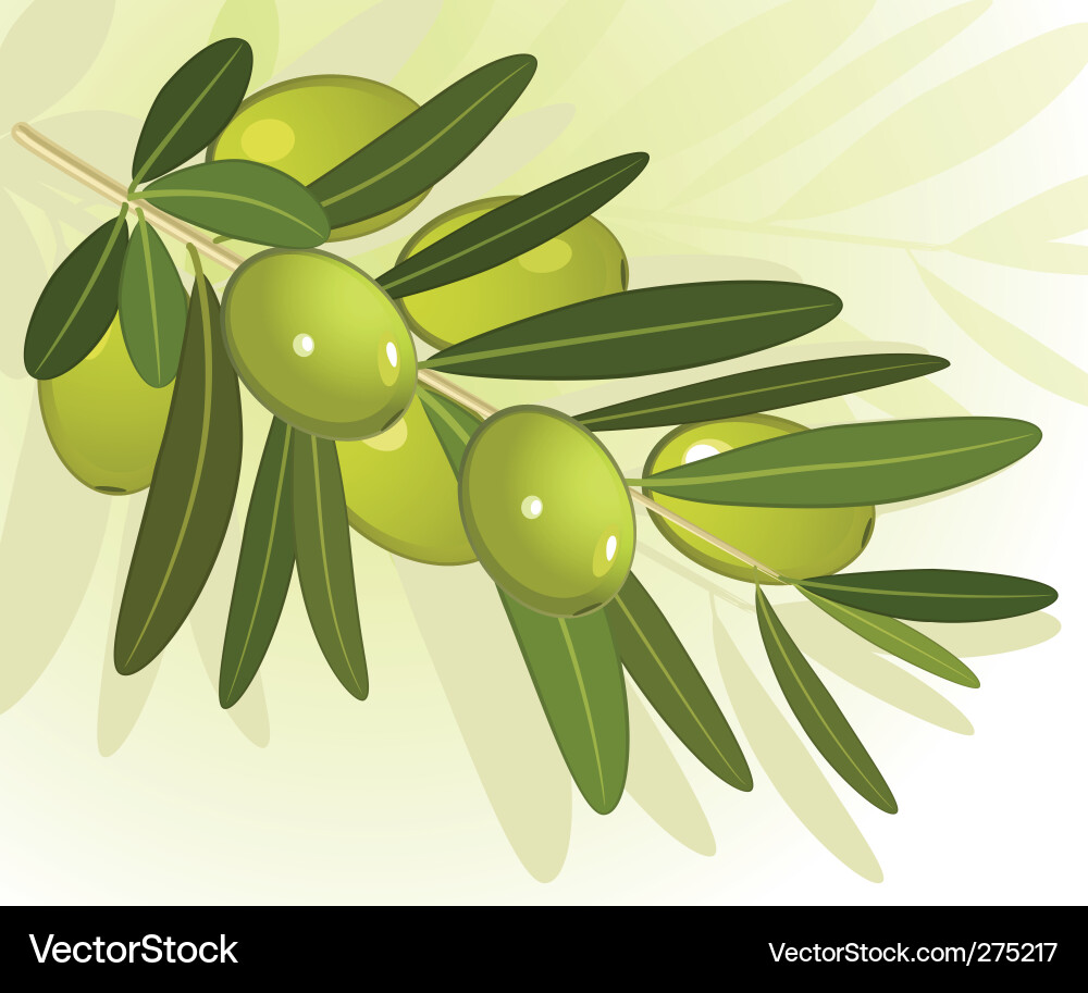 Olive branch Royalty Free Vector Image - VectorStock