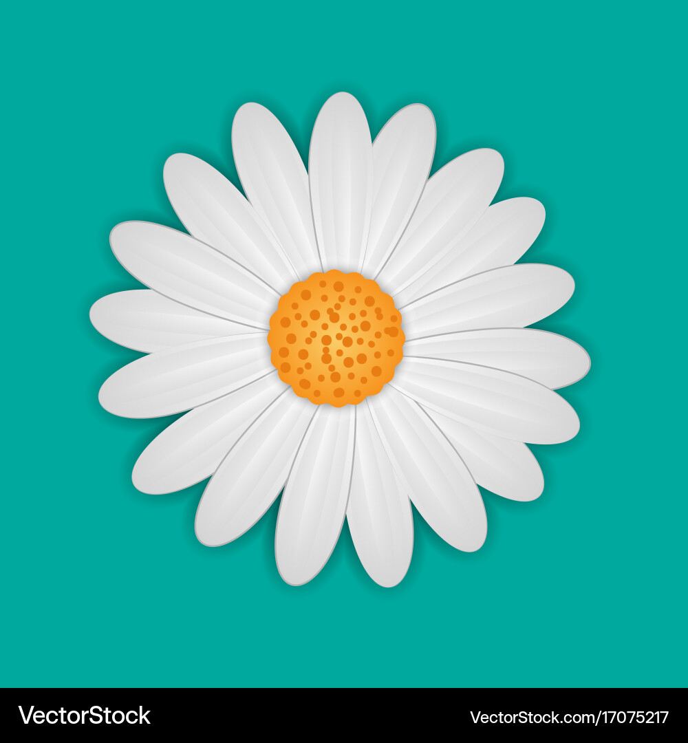 White Daisy Flower Royalty Free Vector Image - VectorStock