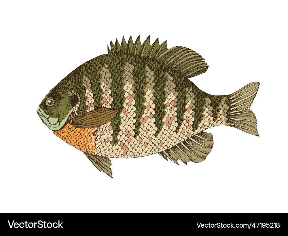 Bluegill sunfish fresh water fish Royalty Free Vector Image